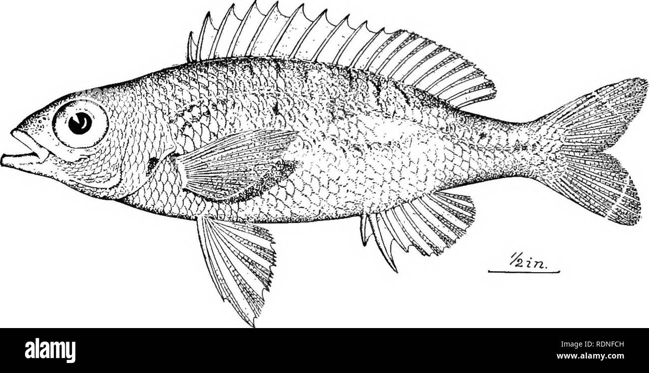 . The fishery resources of the Philippine Islands with descriptions of ...