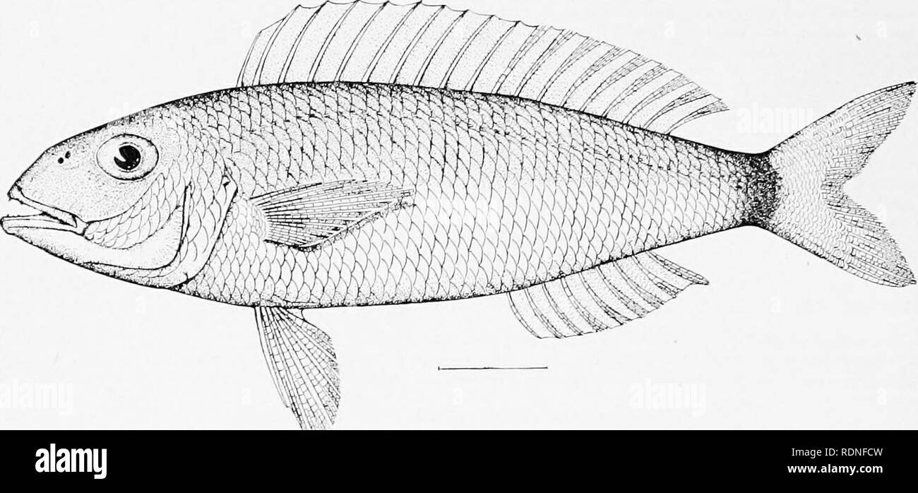 . The fishery resources of the Philippine Islands with descriptions of ...
