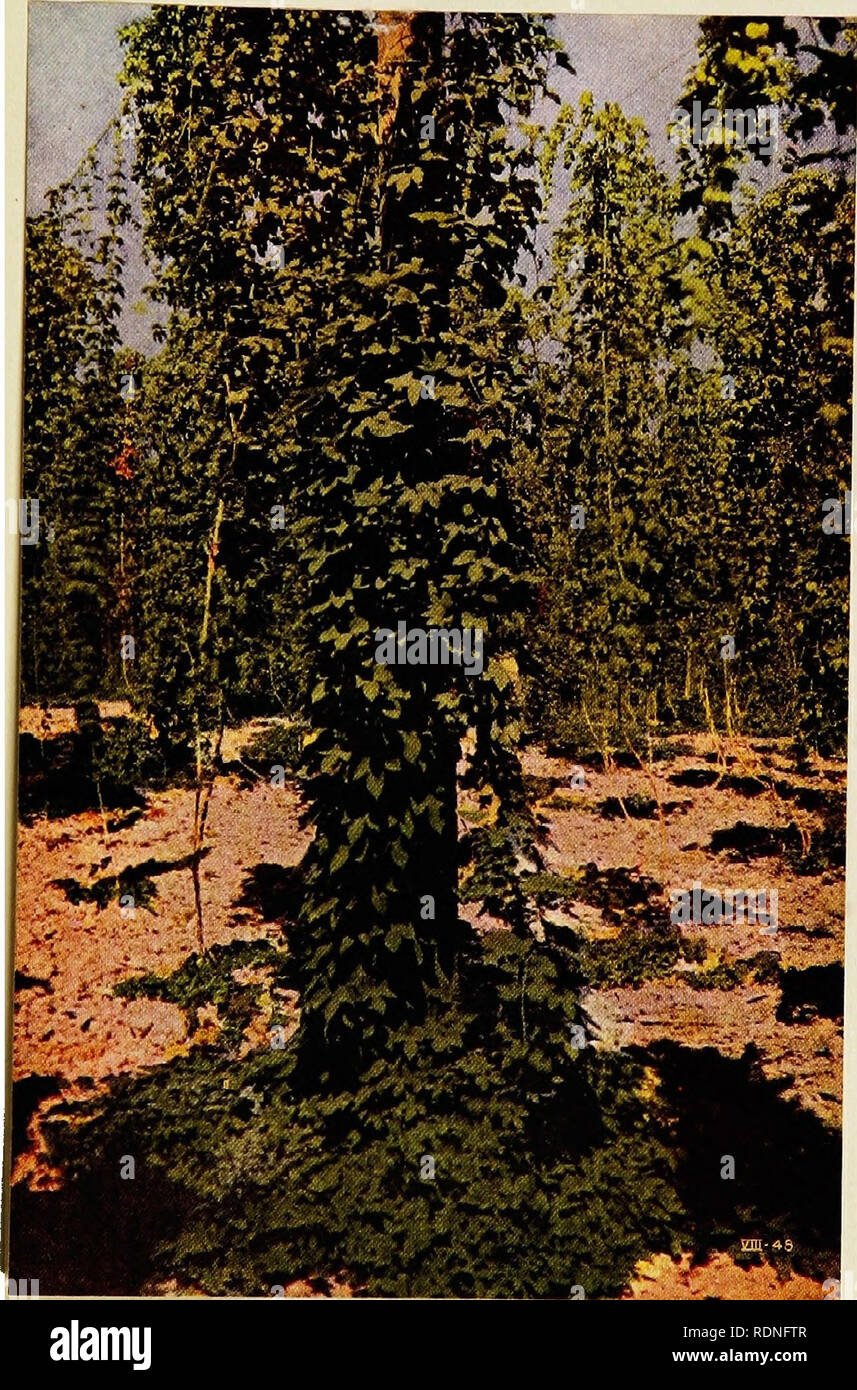 . Luther Burbank, his methods and discoveries and their practical ...