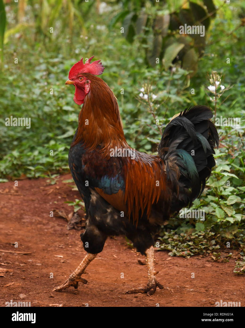 Chicken in Jinja Uganda Stock Photo - Alamy