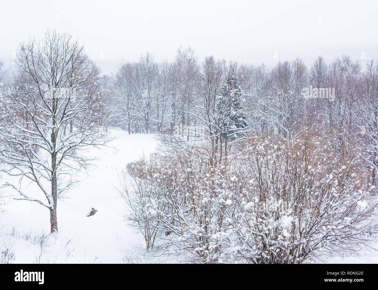 Snow covered trees, winter hills landscape, daylight toned Stock Photo ...