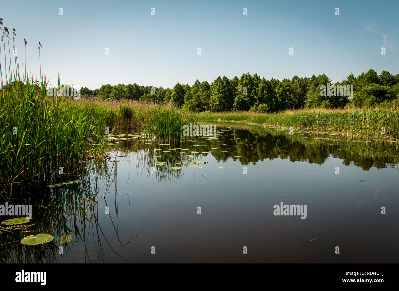 Swamp river hi-res stock photography and images - Alamy