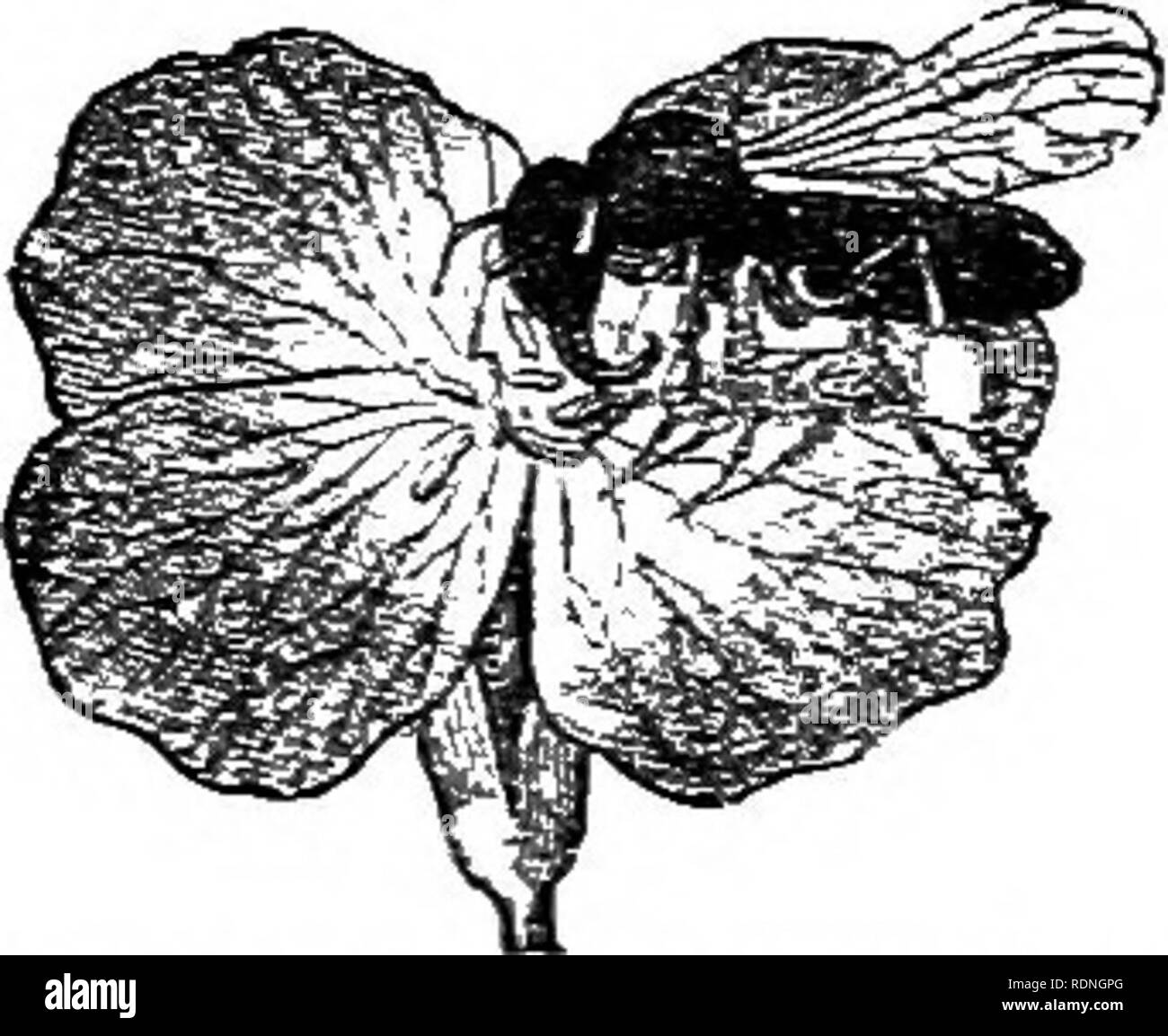 Tongue mandibles hi-res stock photography and images - Alamy