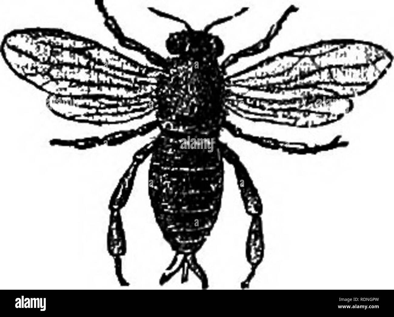 . The bee and white ants, their manners and habits; with illustrations ...