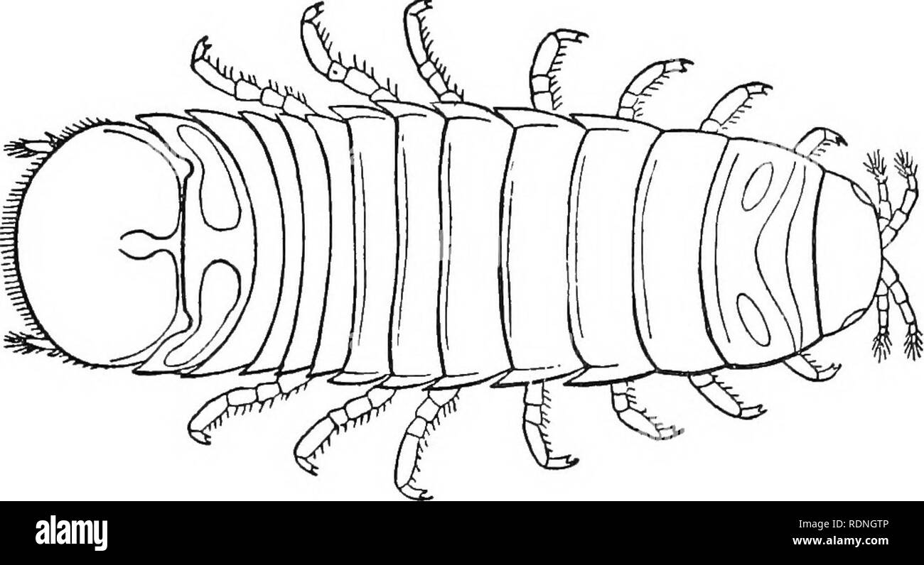 Limnoria Tripunctata