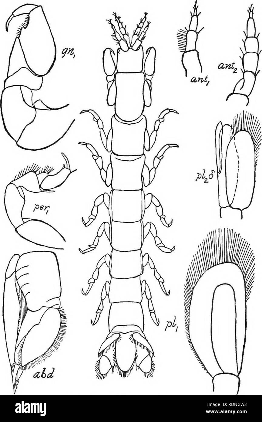Cyathura carinata hi-res stock photography and images - Alamy
