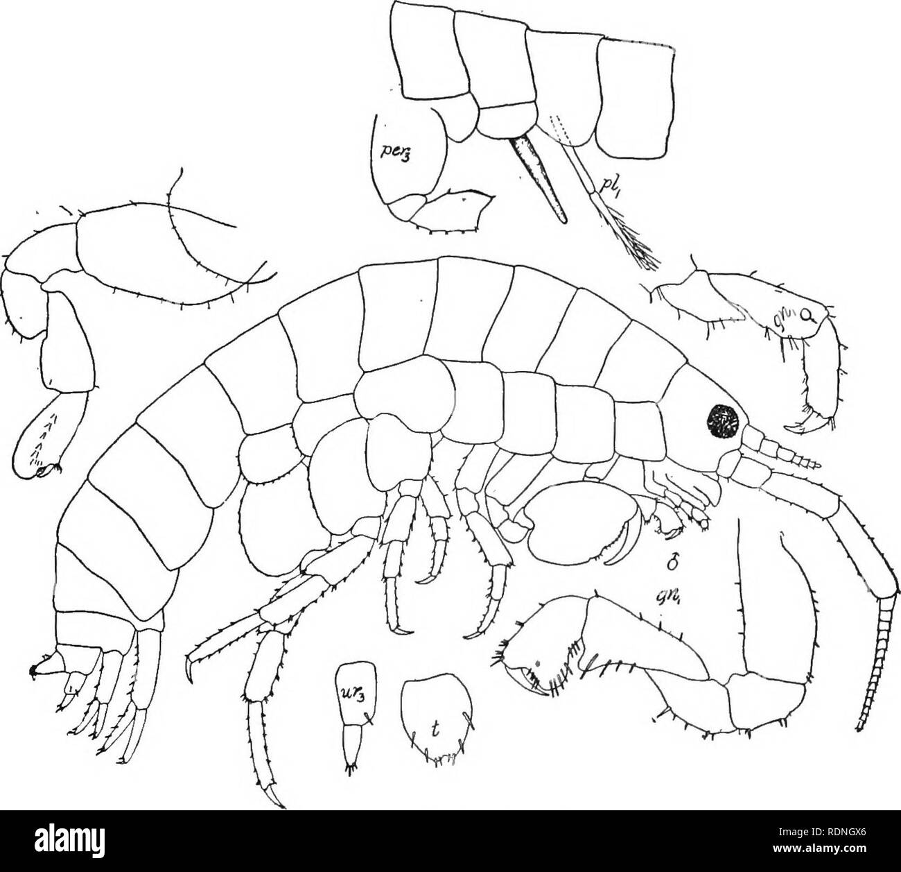 Orchestia agilis hi-res stock photography and images - Alamy