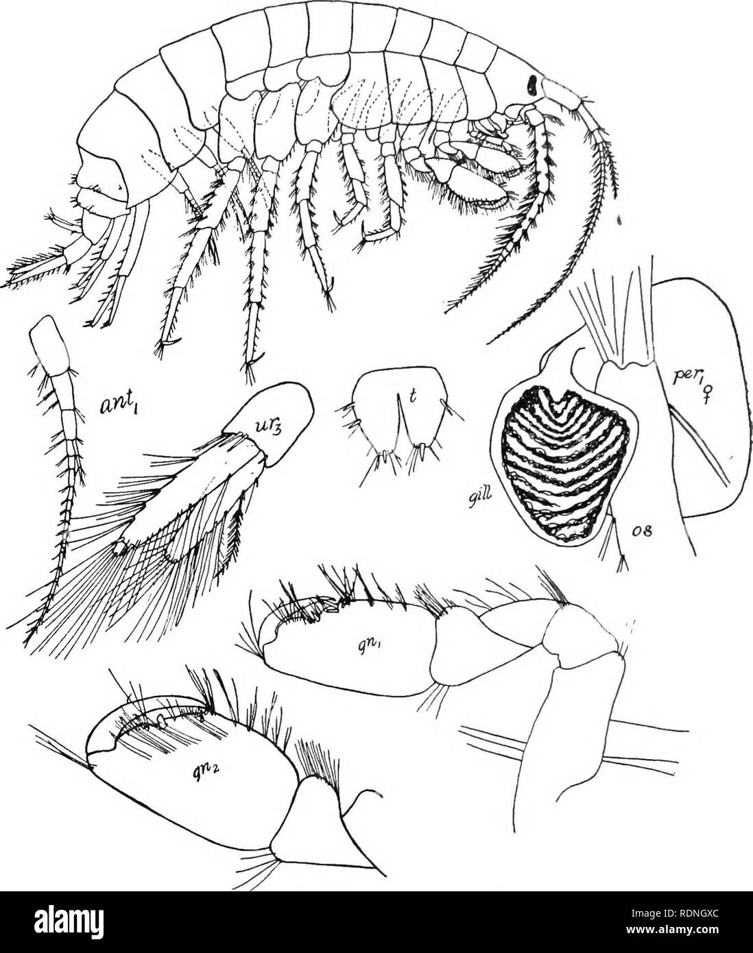 . The Arthrostraca of Connecticut. Malacostraca. I08 CONNECTICUT GEOL ...