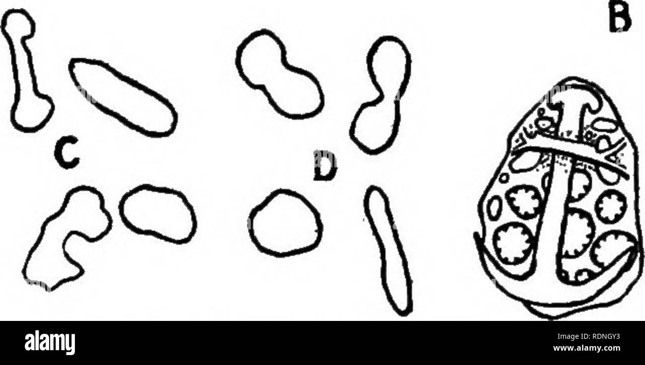 . Echinoderms of Connecticut. Echinodermata. o