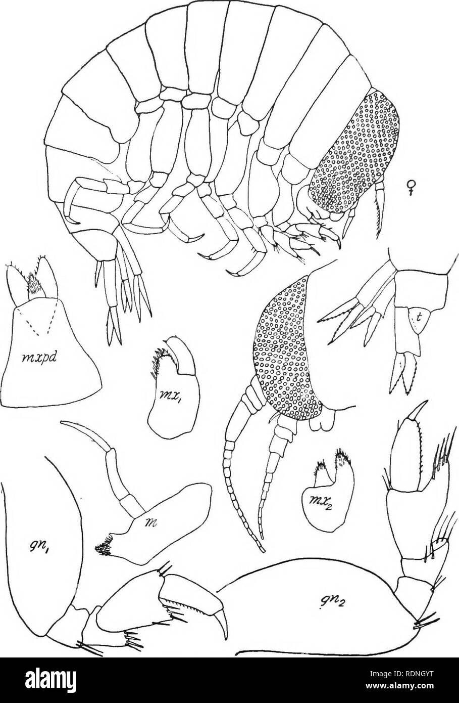 Hyperia galba hi-res stock photography and images - Alamy