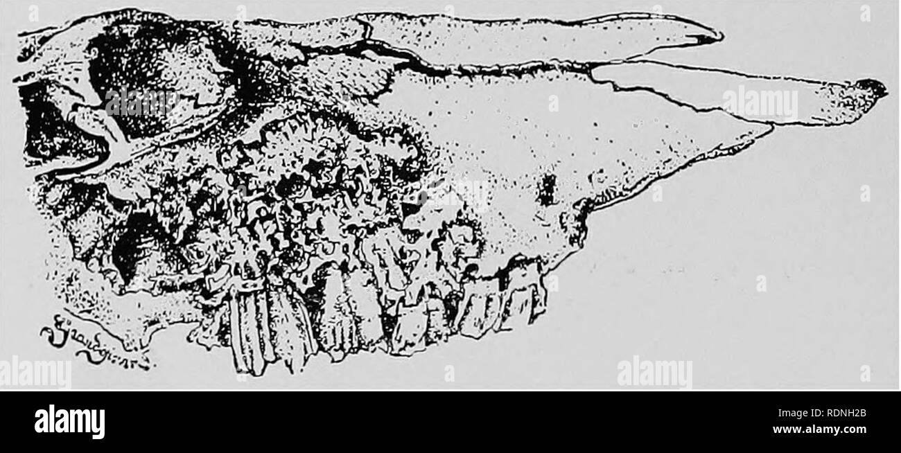 Lumpy jaw disease hi-res stock photography and images - Alamy