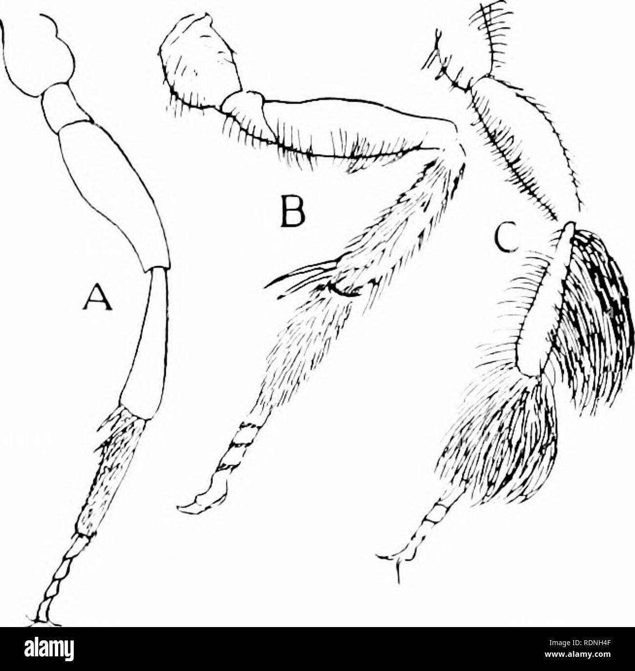 Pollen of the leg Black and White Stock Photos & Images - Alamy