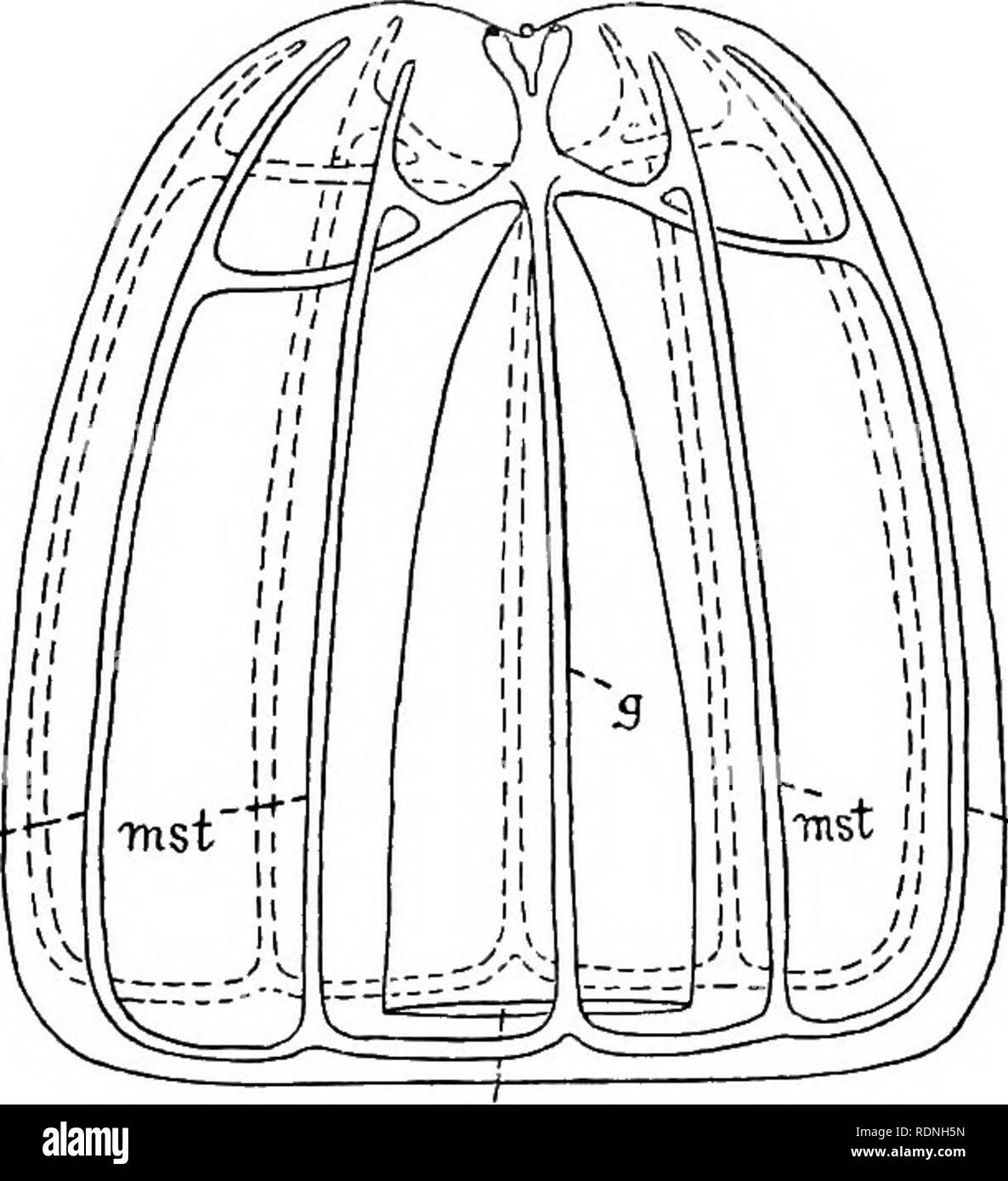 . Ctenophores of the Atlantic coast of North America. Ctenophora ...