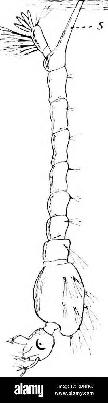 Breathing siphon Black and White Stock Photos & Images - Alamy