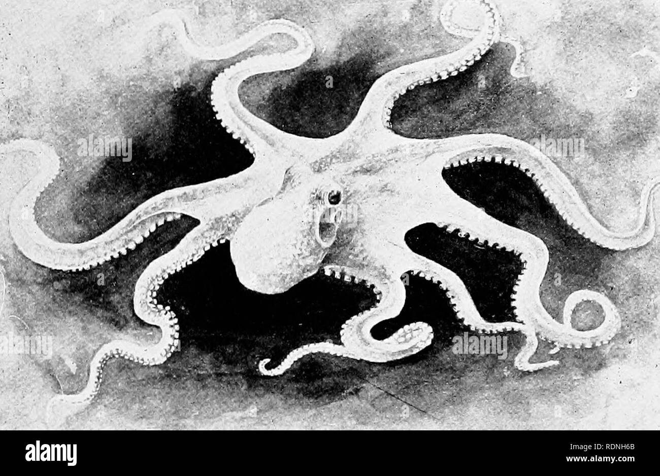 Octopus bodies hi-res stock photography and images - Alamy