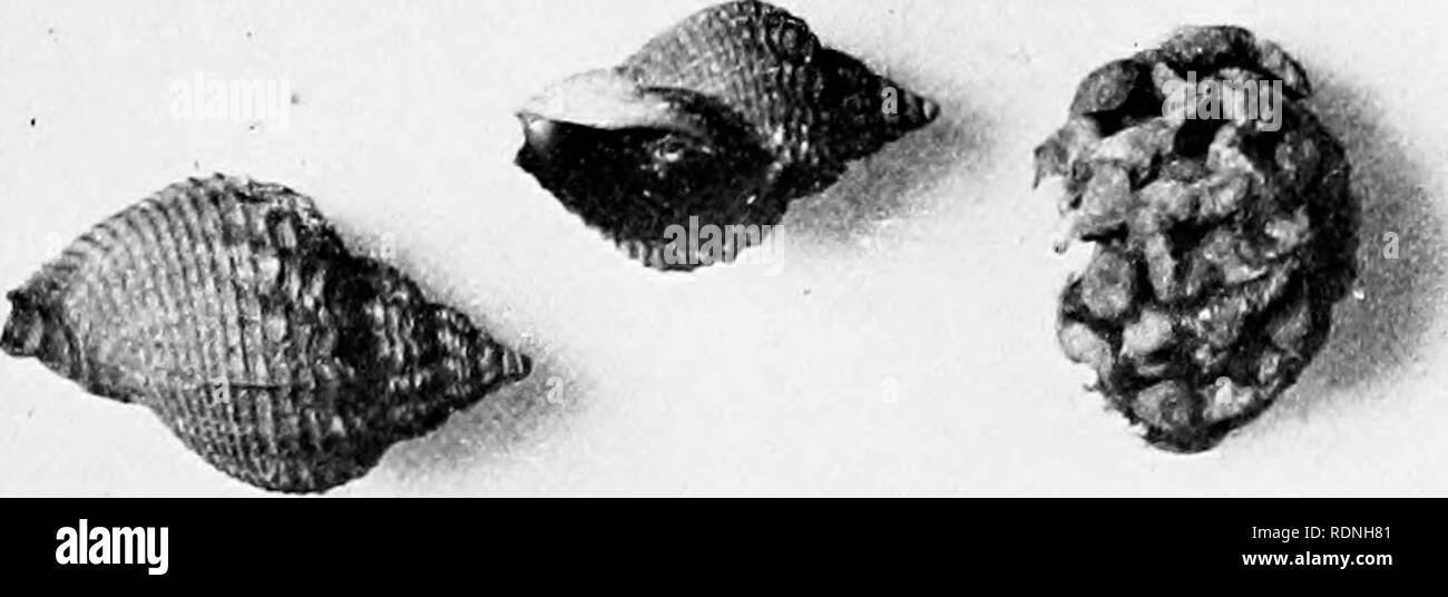 Left handed snail Black and White Stock Photos & Images - Alamy