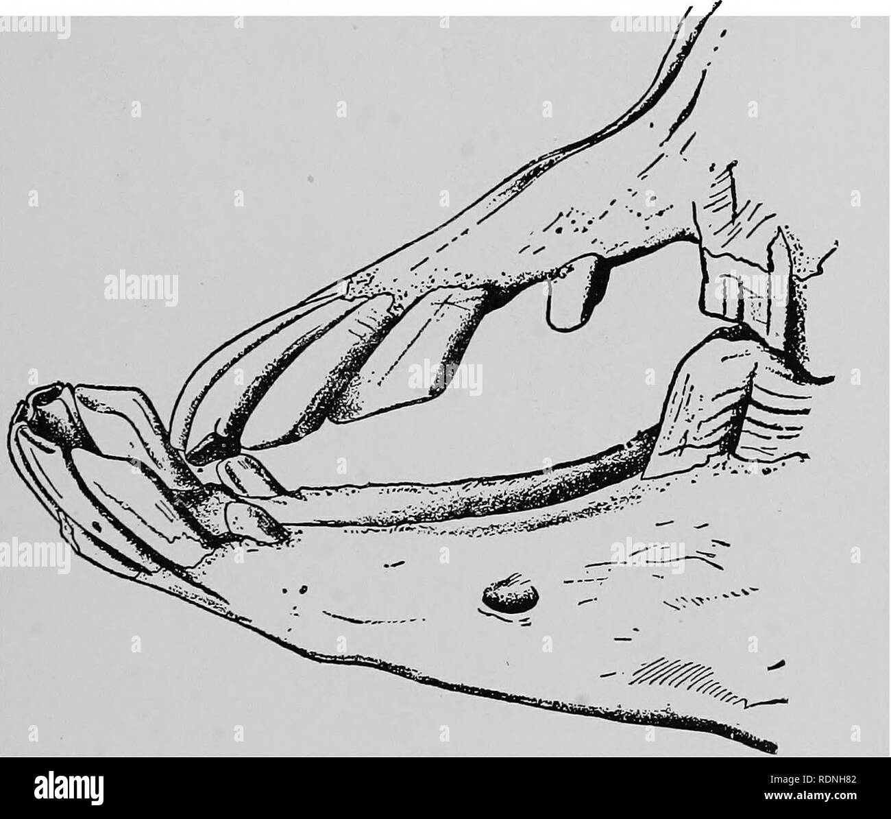 Prognathism Stock Photos & Prognathism Stock Images - Alamy