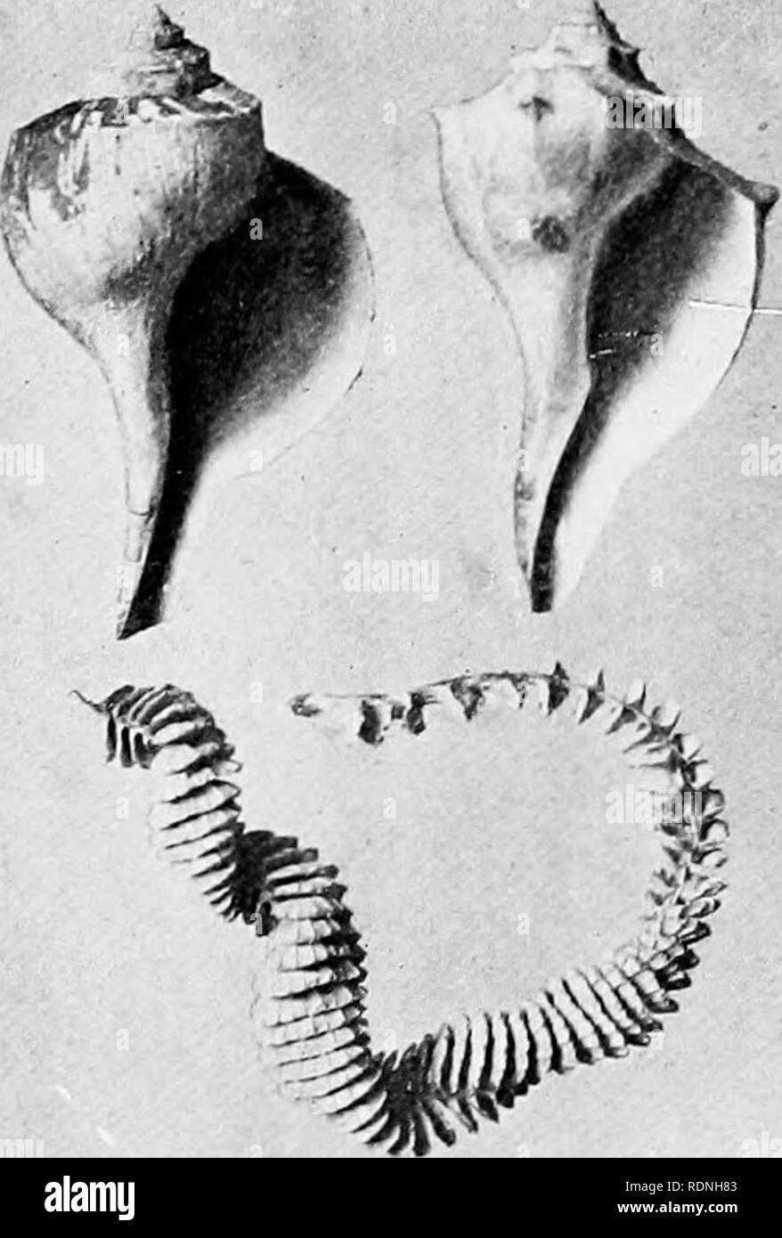 . Sea-shore life; the invertebrates of the New York coast. Marine ...