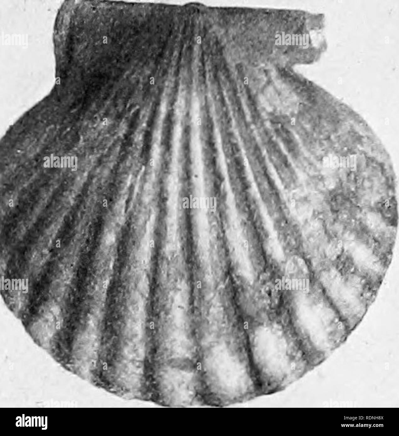 Shell draws Black and White Stock Photos & Images - Alamy