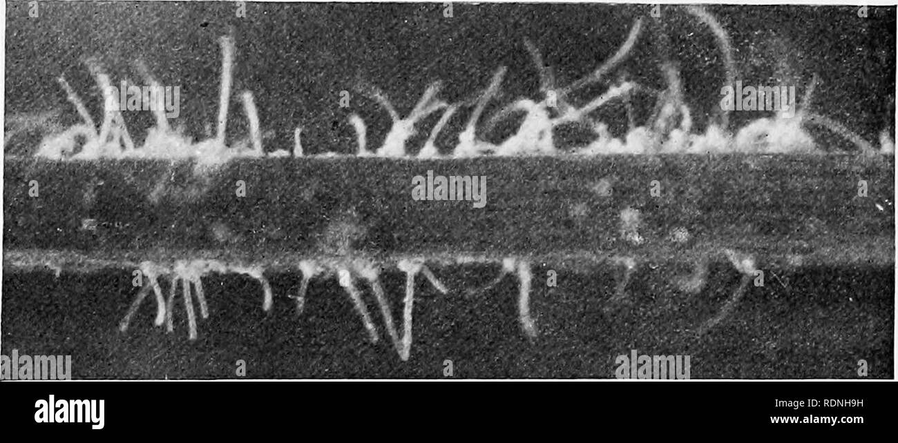 Teredo worm hi-res stock photography and images - Alamy