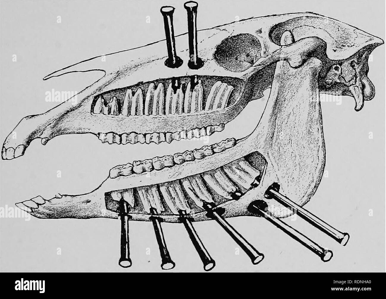 . Veterinary surgery ... Veterinary surgery; Veterinary pathology ...