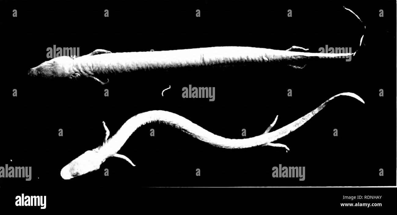 Proteus anguineus hi-res stock photography and images - Alamy