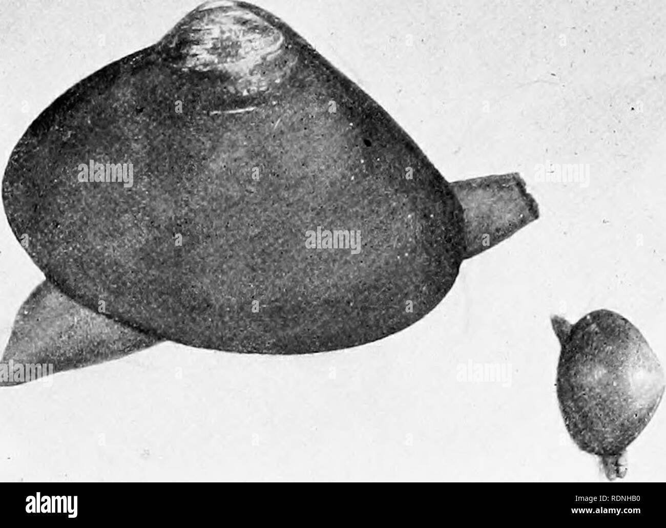 Hen clam hi-res stock photography and images - Alamy