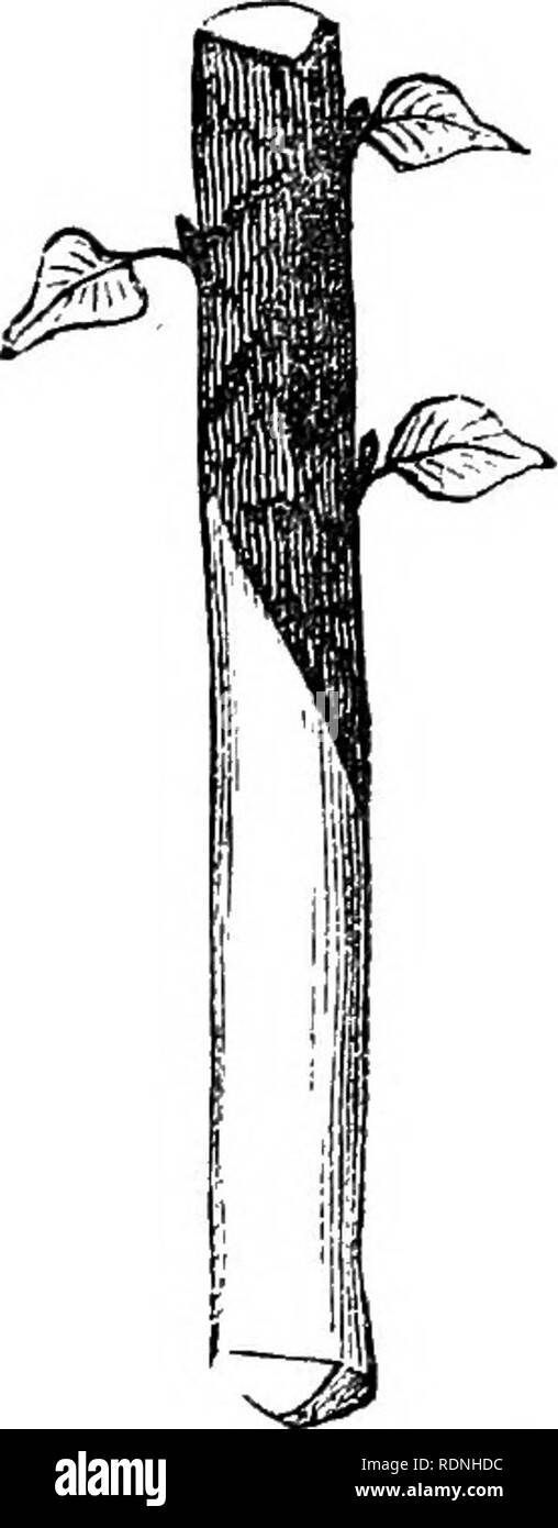 Different cultivation methods hi-res stock photography and images - Alamy