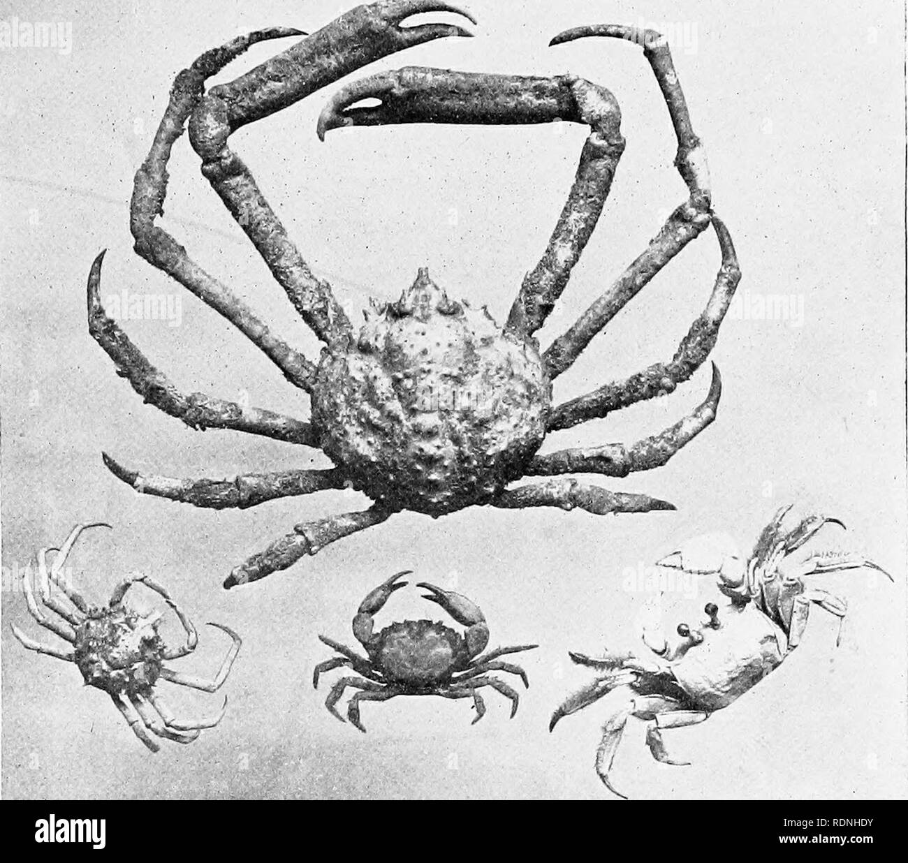 Crab Life Crabs With An Appetite For Seaweed Could Save Caribbean