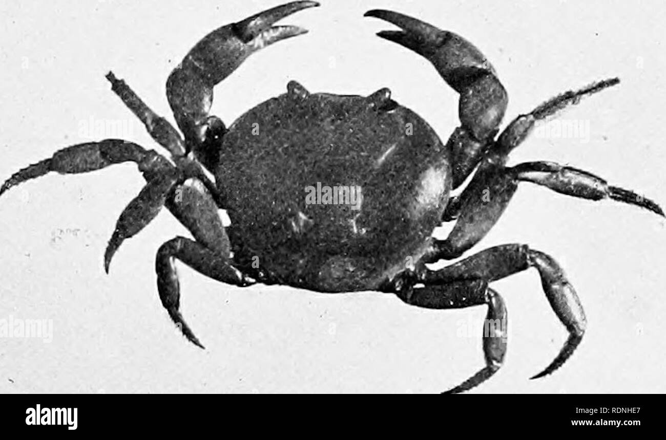 . Sea-shore life; the invertebrates of the New York coast. Marine ...