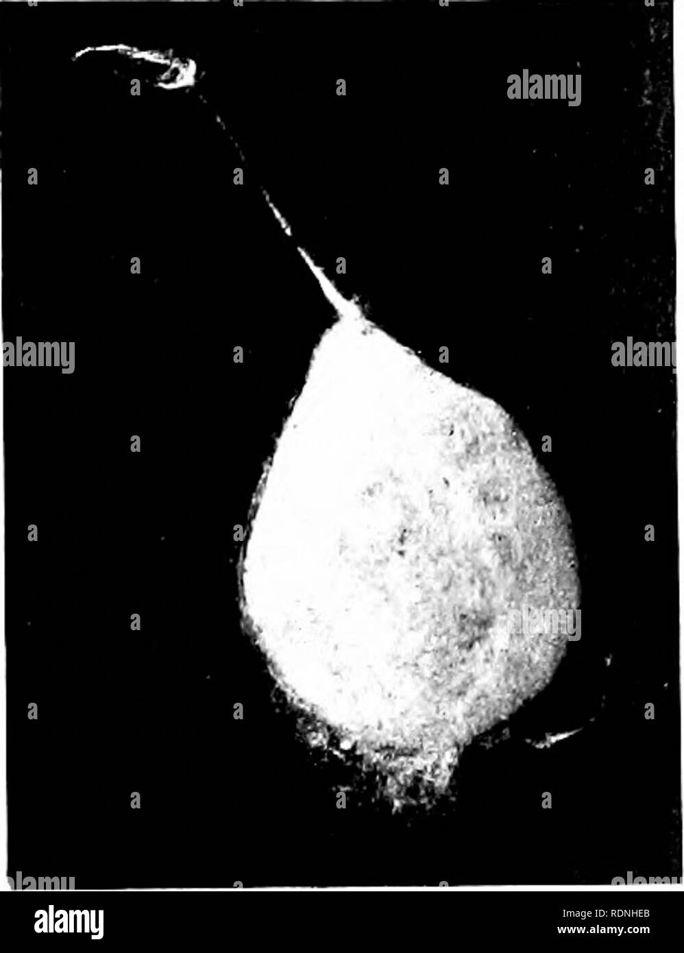 . Animal life. Zoology. SPIDERS' WEBS 97 prey. The temporary line or ...