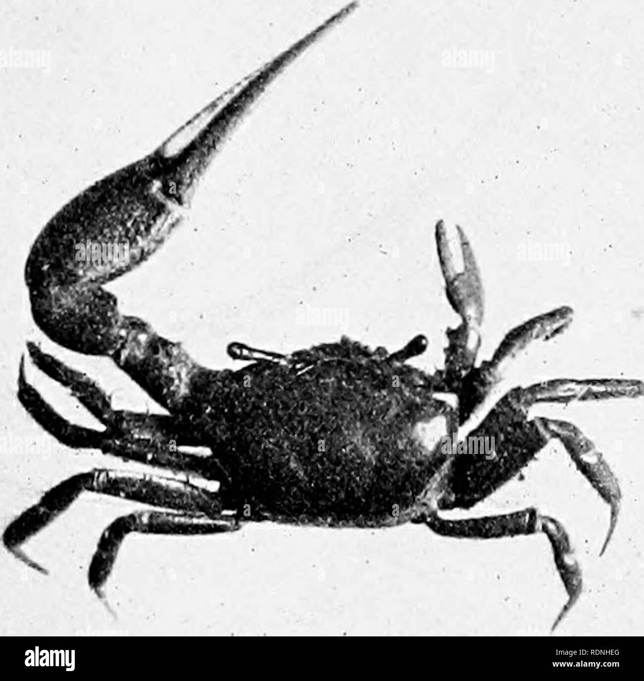 Fiddler Crab Eggs Hatching