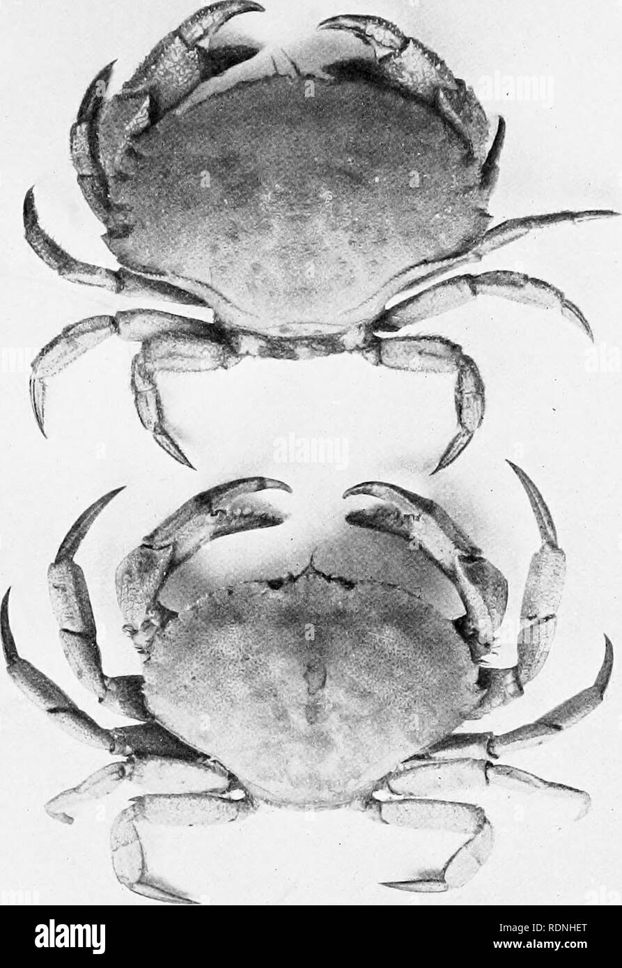 From belou hi-res stock photography and images - Alamy