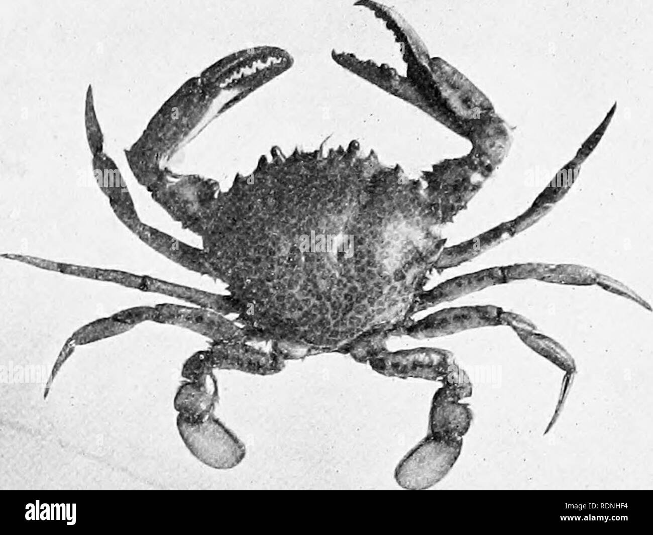 Lady crab Black and White Stock Photos & Images - Alamy