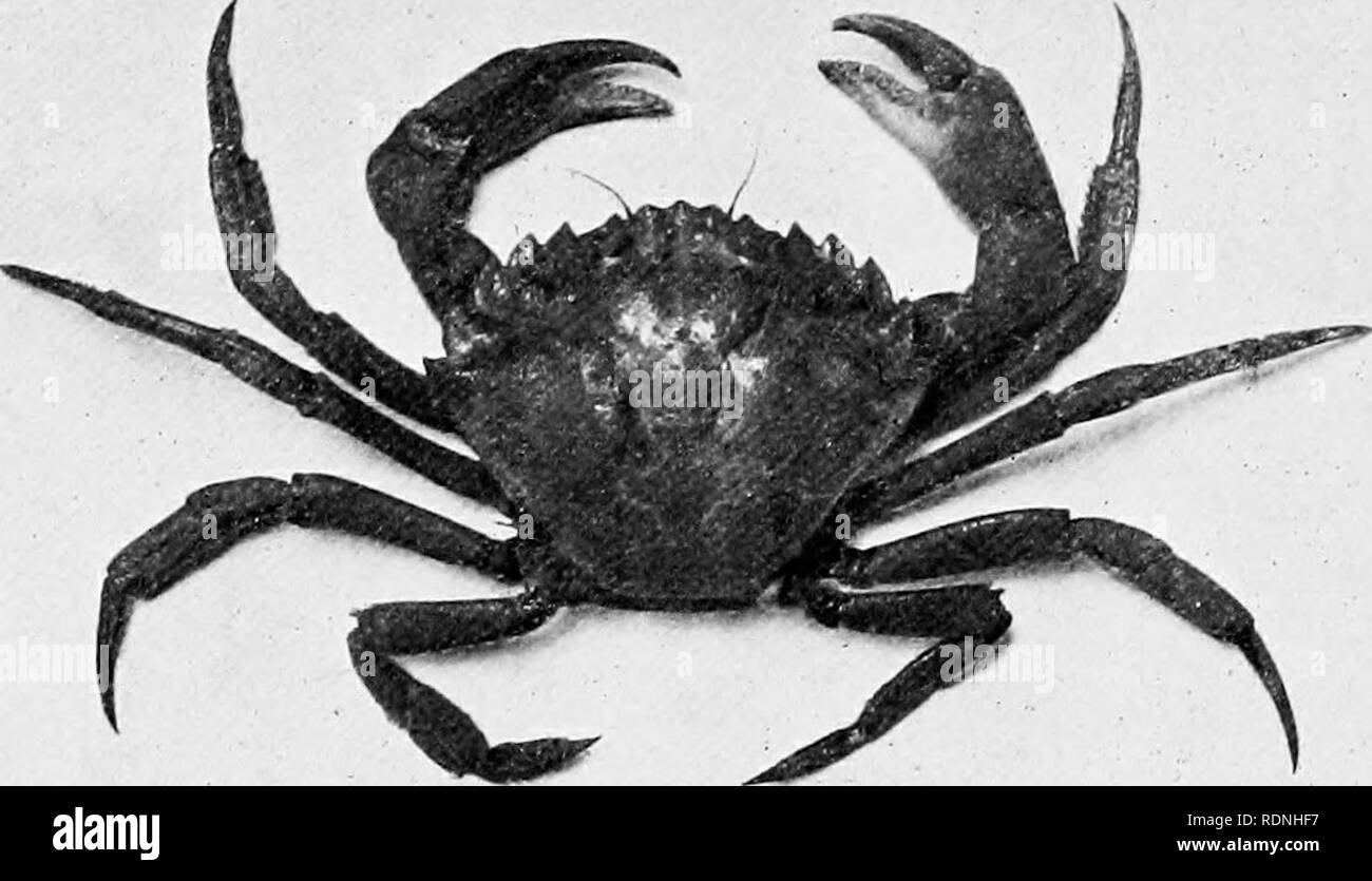 Crab shed shell hi-res stock photography and images - Alamy