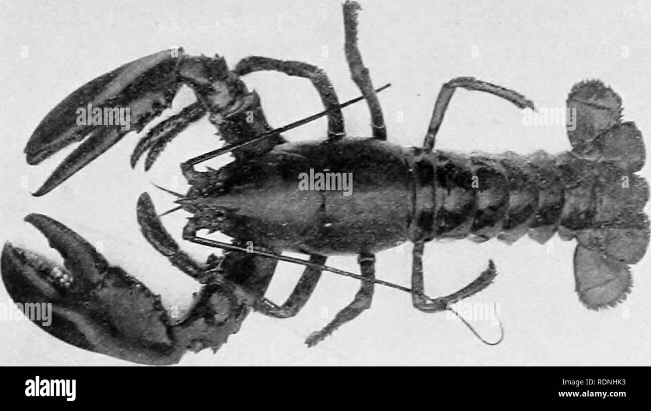 Gulf coast marine life Black and White Stock Photos & Images - Alamy