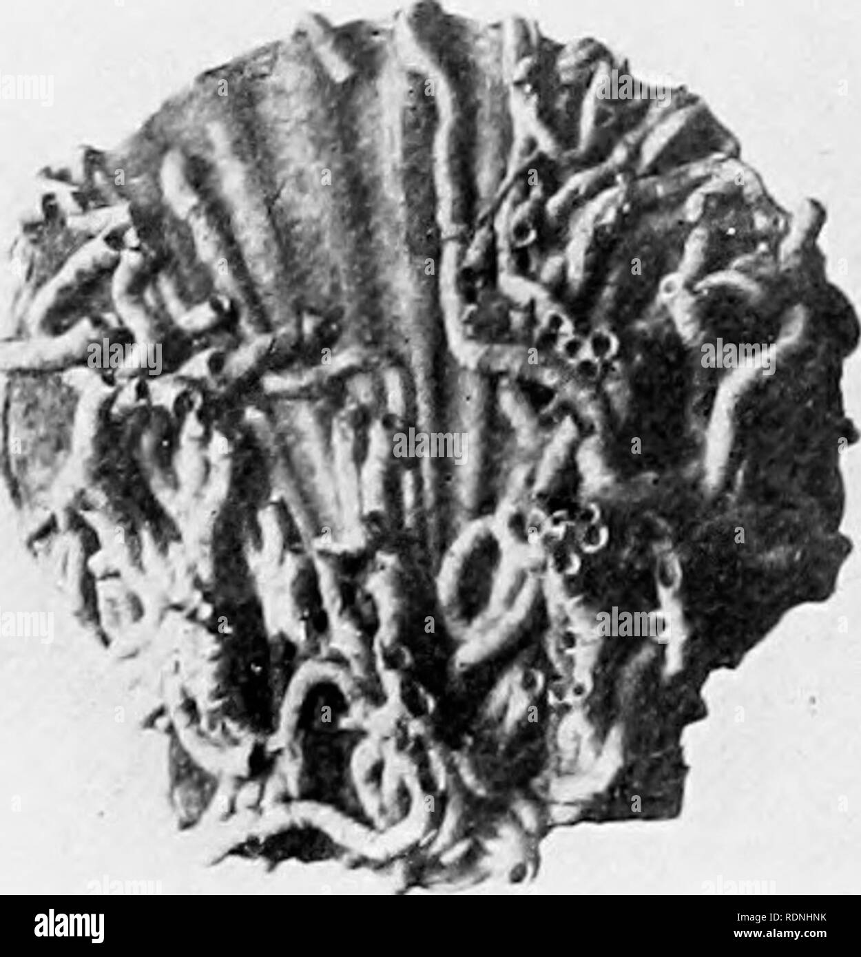 Banded scallop Black and White Stock Photos & Images - Alamy