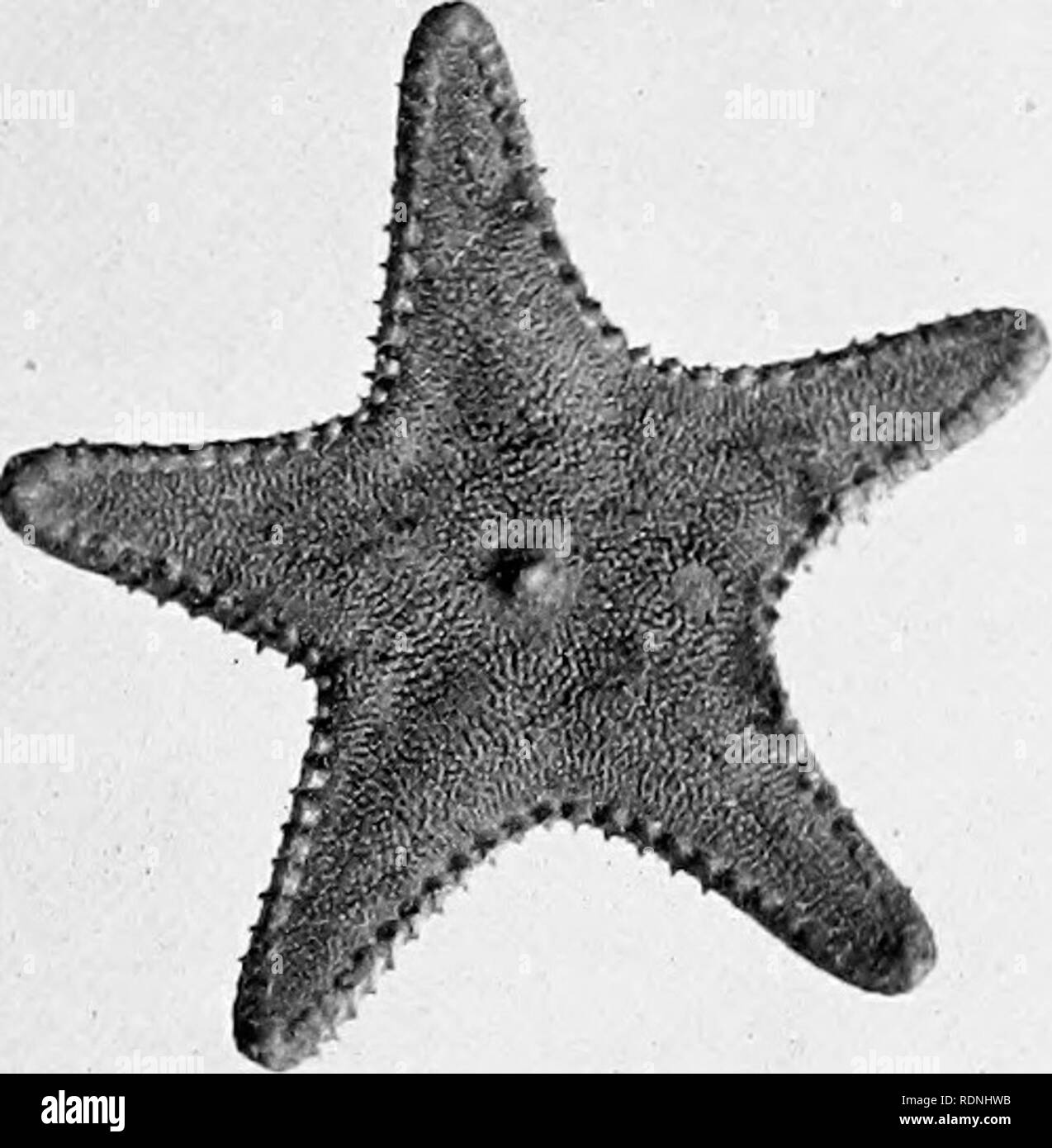 Short starfish Black and White Stock Photos & Images - Alamy