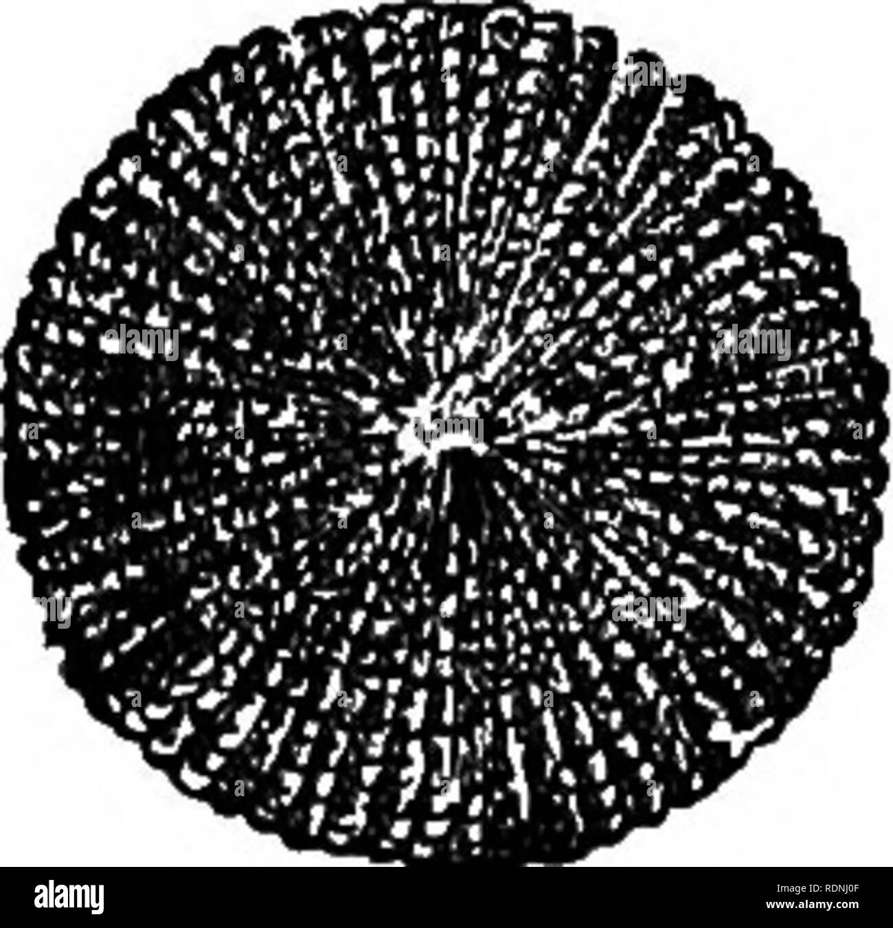 Phosphorescent animal Black and White Stock Photos & Images - Alamy