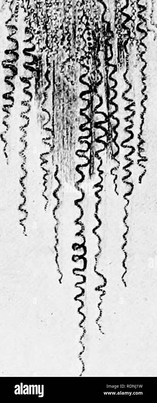 . Sea-shore life; the invertebrates of the New York coast. Marine ...