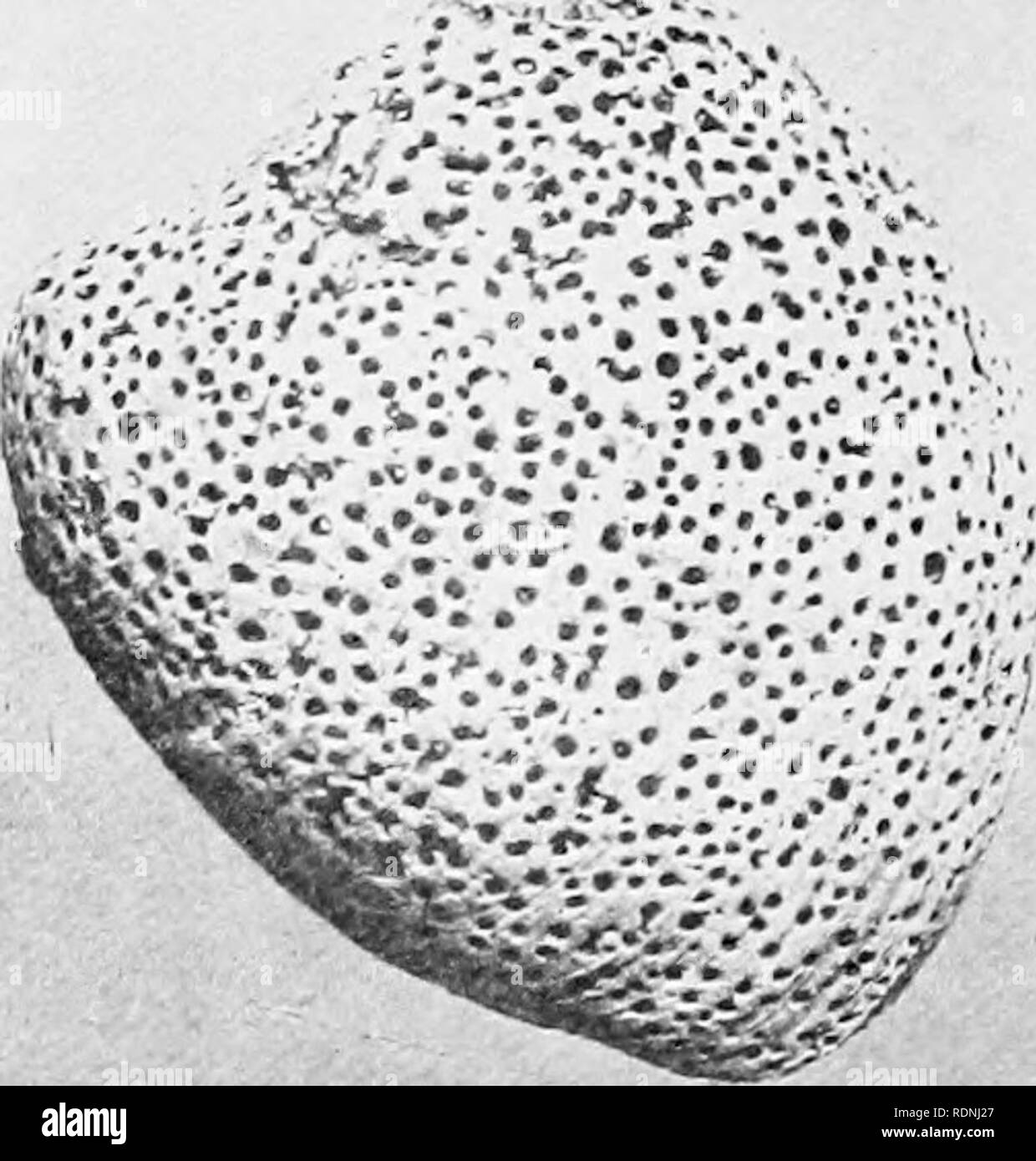 Boring clam hi-res stock photography and images - Alamy