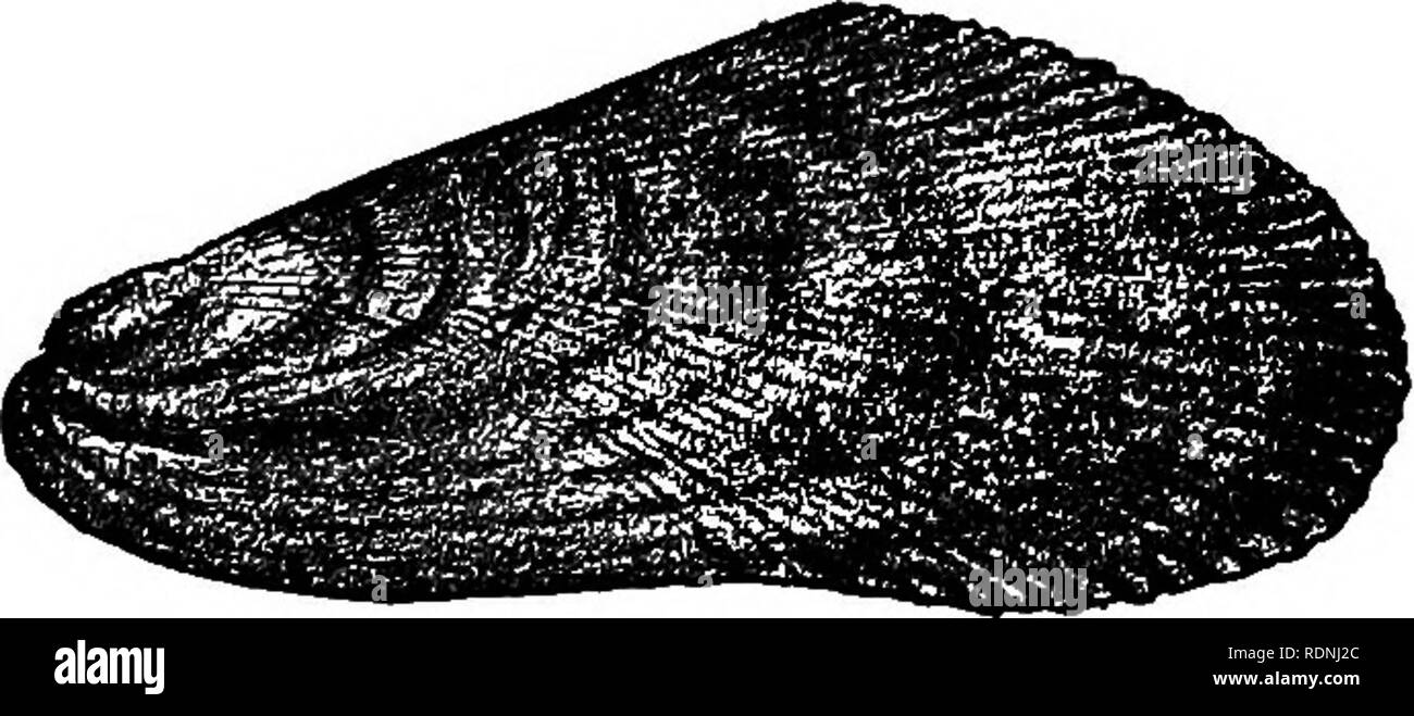 Little muscle shells Black and White Stock Photos & Images - Alamy