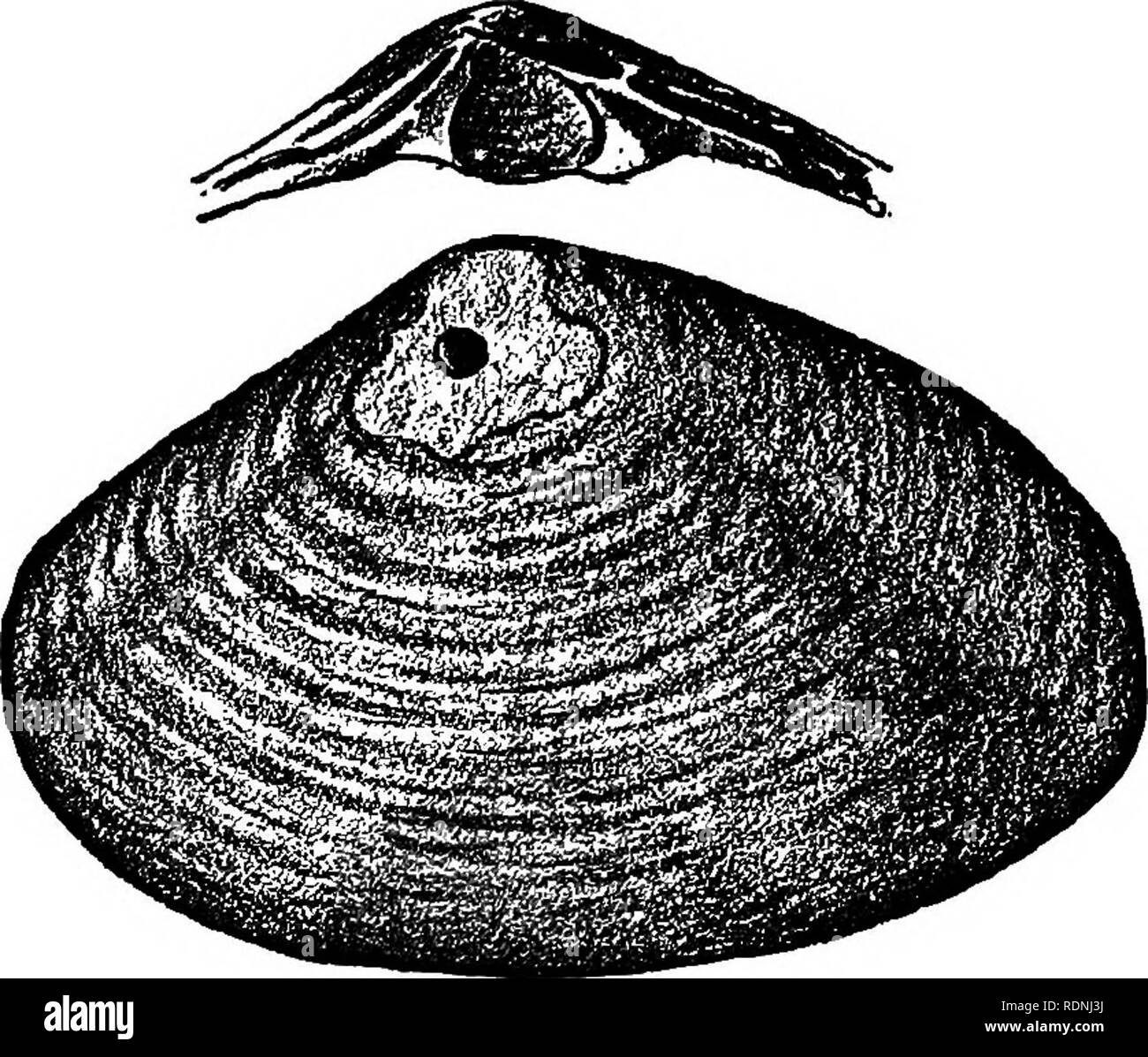 . The animal life of our seashore. With special reference to the New ...