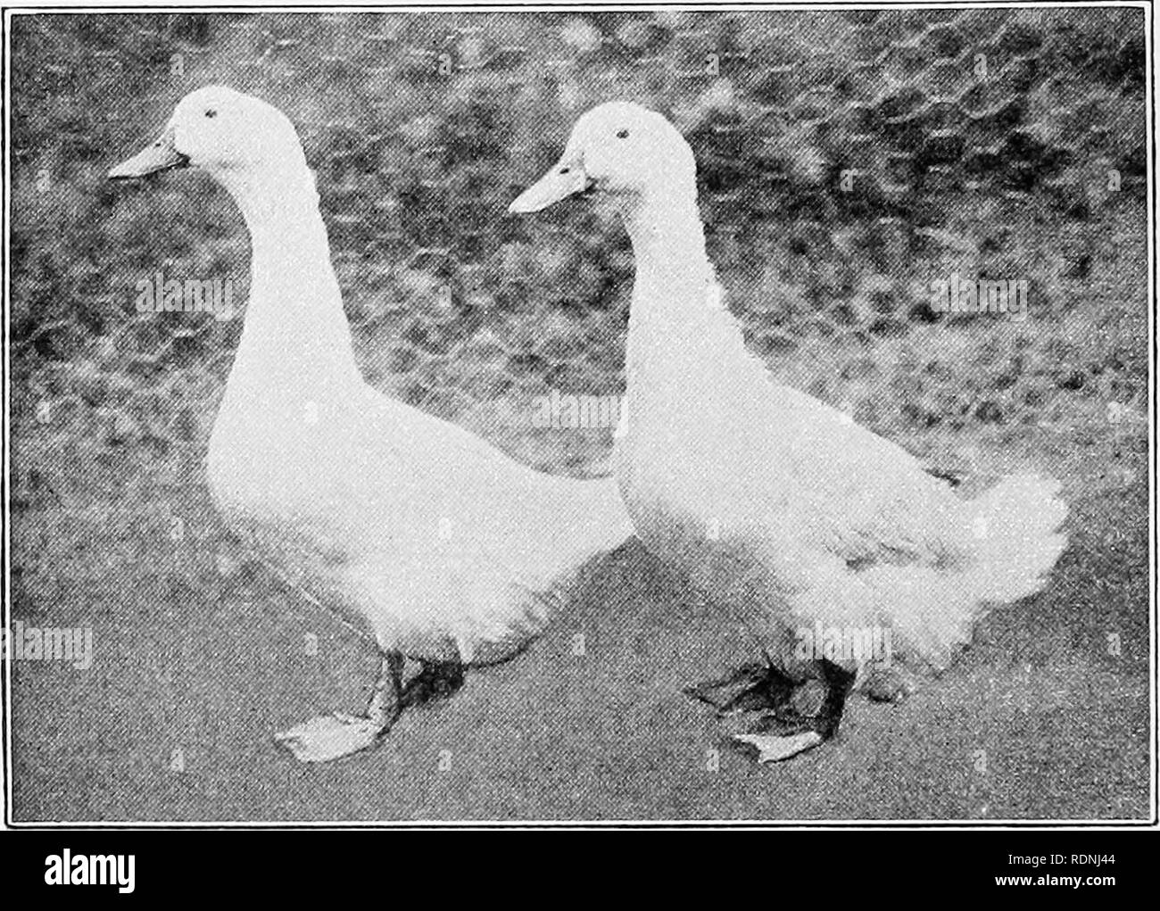 Adult pekin duck Black and White Stock Photos & Images - Alamy