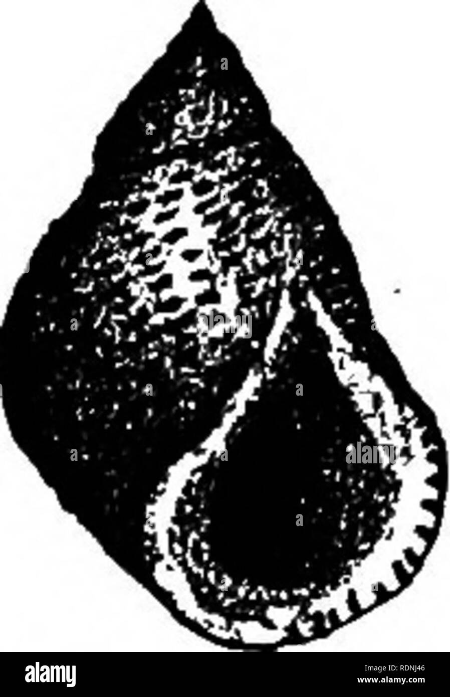 Smaller bodies Black and White Stock Photos & Images - Alamy