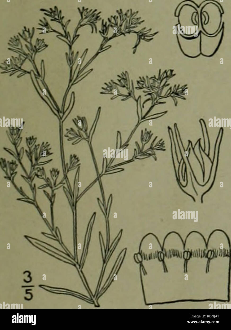 Branchel hi-res stock photography and images - Alamy