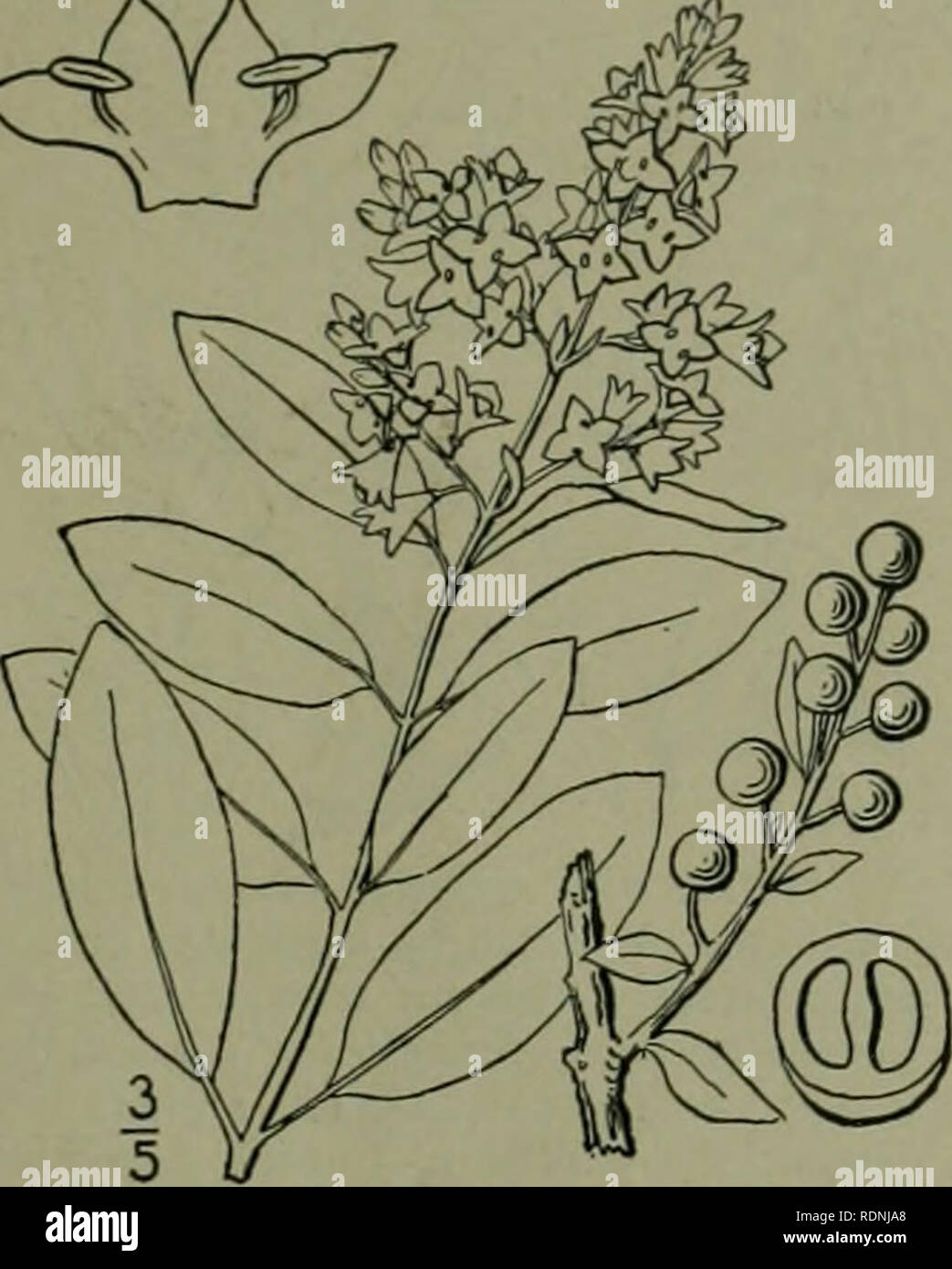 . An illustrated flora of the northern United States, Canada and the ...