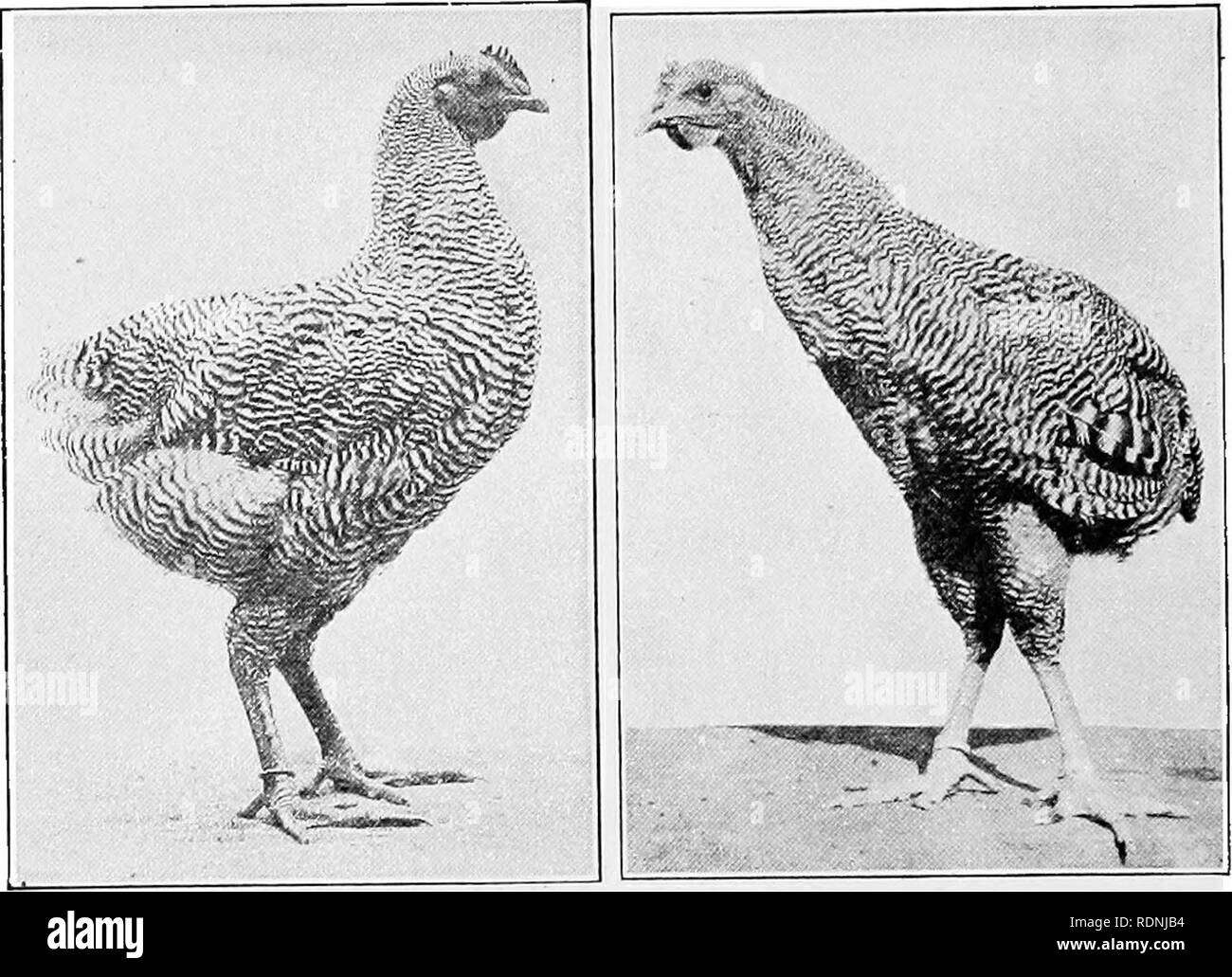 Cockerel and hens Black and White Stock Photos & Images - Alamy