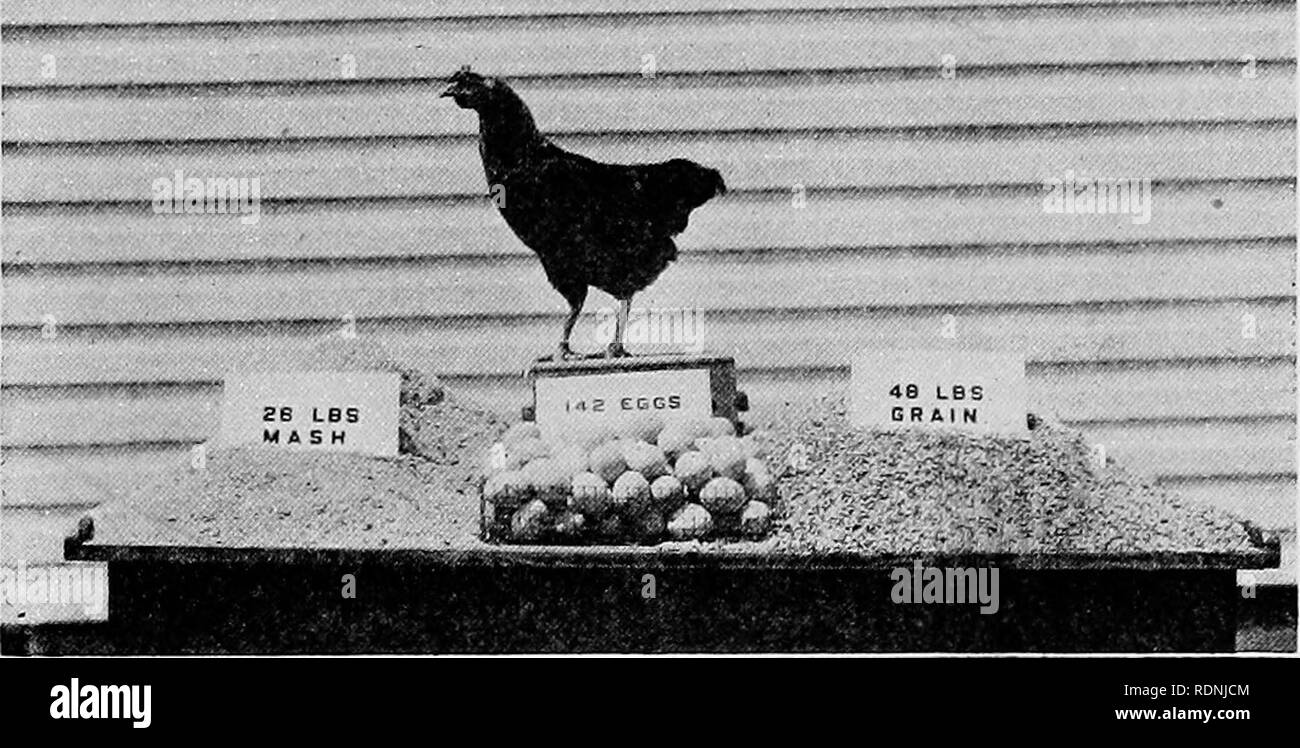 . Practical poultry production . Poultry. FEEDING FOB E&O- PRODUCTION ...