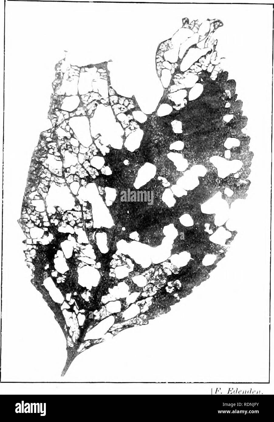 Scorched insects Black and White Stock Photos & Images - Alamy